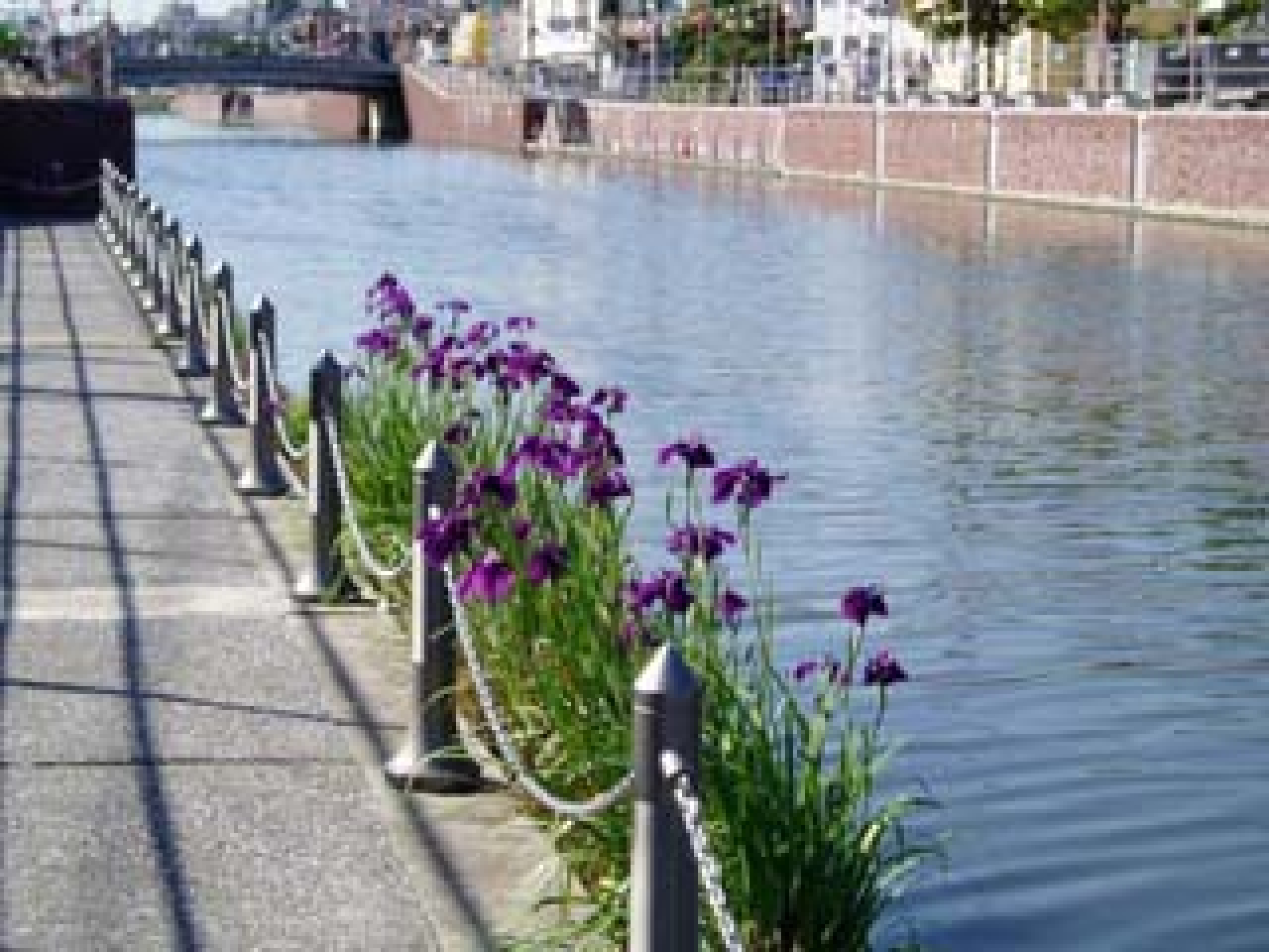 Floating Reed Systems | Photon Water